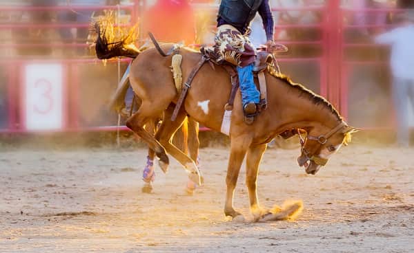 Las Vegas Invitational Black Rodeo Tickets - StubHub