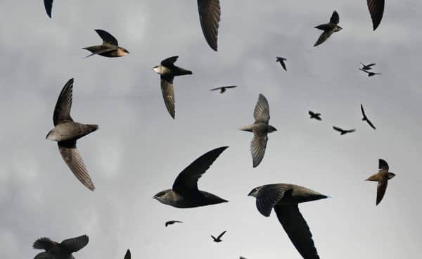 Bird Language Tickets