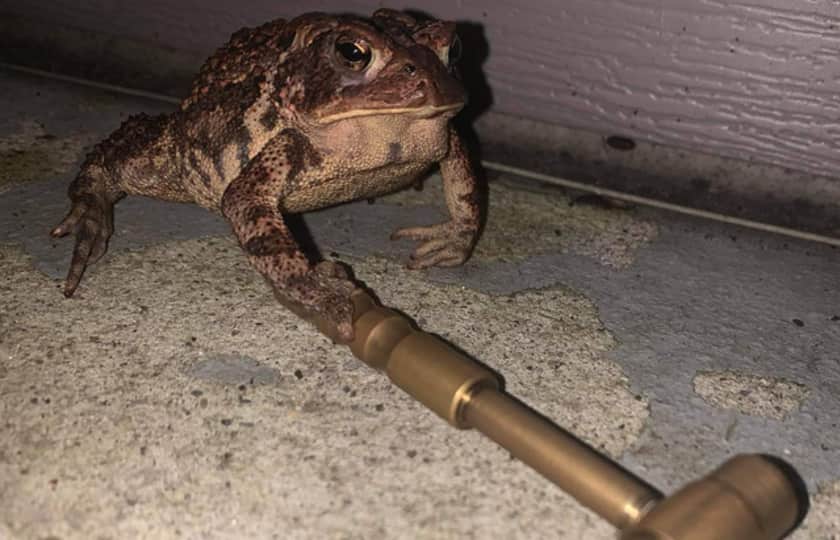 Frog Mallet Tickets - Frog Mallet Concert Tickets and Tour Dates - StubHub