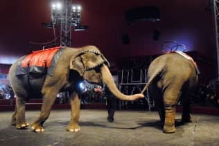 Kosair Shrine Circus Broadbent Arena Louisville Tickets | Sat Jan 27 ...